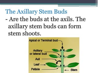 Elementaryscincegrade123parts of the stem.pptx