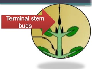 Elementaryscincegrade123parts of the stem.pptx