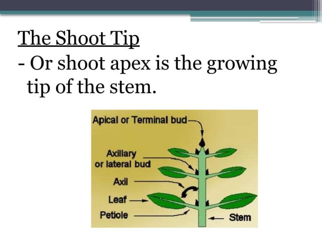 Elementaryscincegrade123parts of the stem.pptx