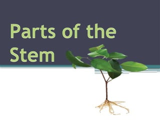 Elementaryscincegrade123parts of the stem.pptx