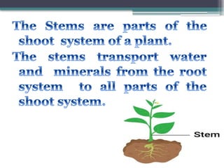 Elementaryscincegrade123parts of the stem.pptx