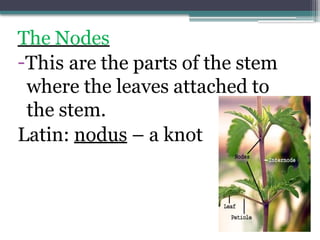 Elementaryscincegrade123parts of the stem.pptx