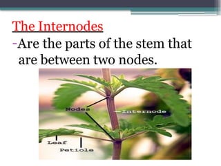 Elementaryscincegrade123parts of the stem.pptx