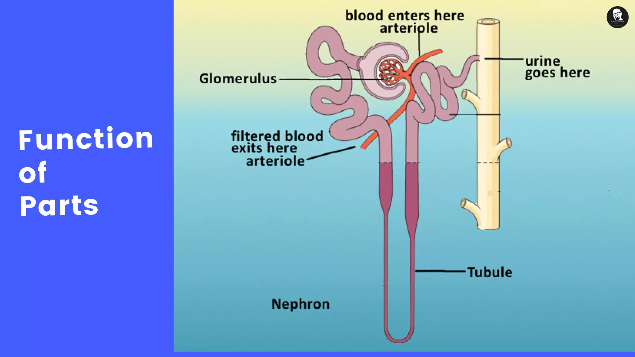 Parts, structure and functions of nephron | PDF