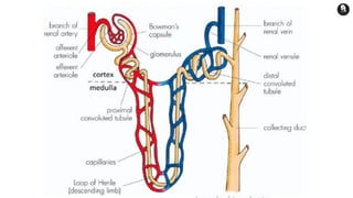 Parts, structure and functions of nephron | PDF