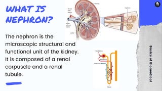 Nephron Function