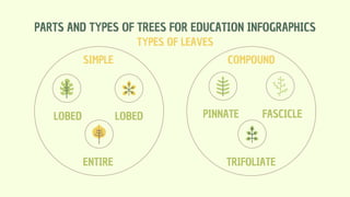 Parts & Types of Trees for Education Infographics by Slidesgo.pptx
