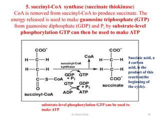 Succinyl Coa To Succinate Mechanism