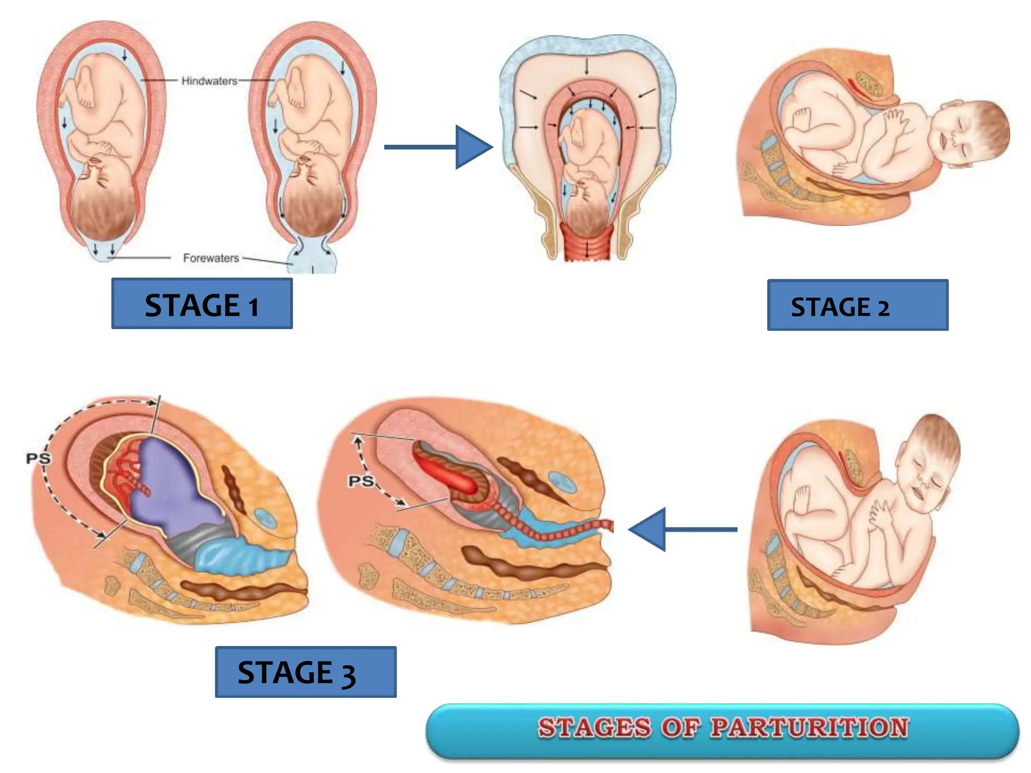 The given Powerpoint presentation is about Parturition | PPTX