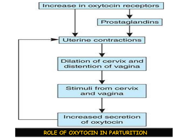 The given Powerpoint presentation is about Parturition | PPT
