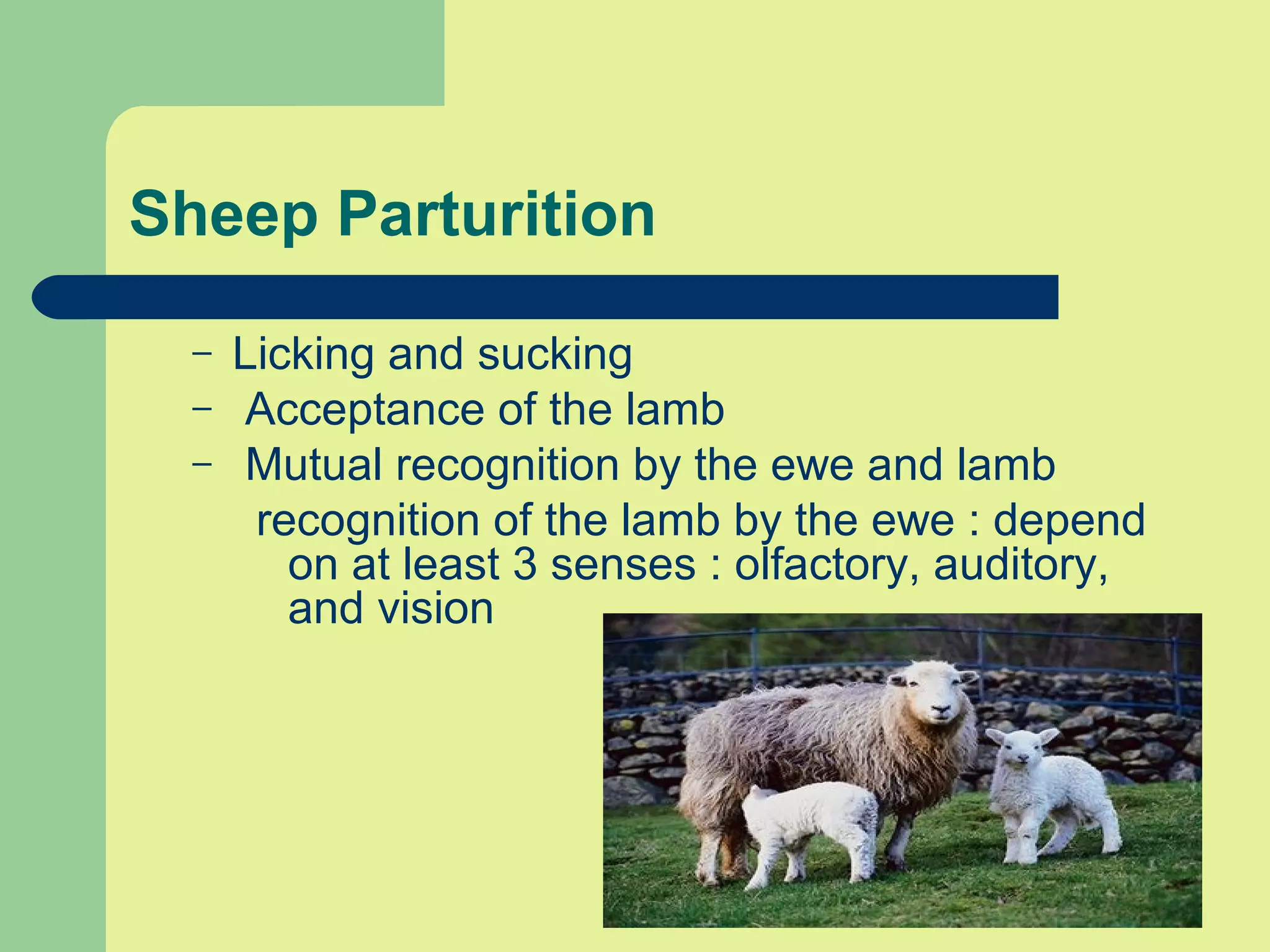 Parturition | PPT