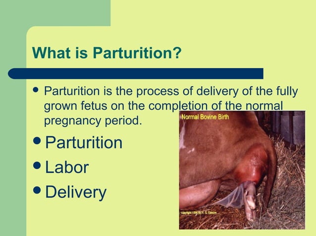 Parturition | PPT