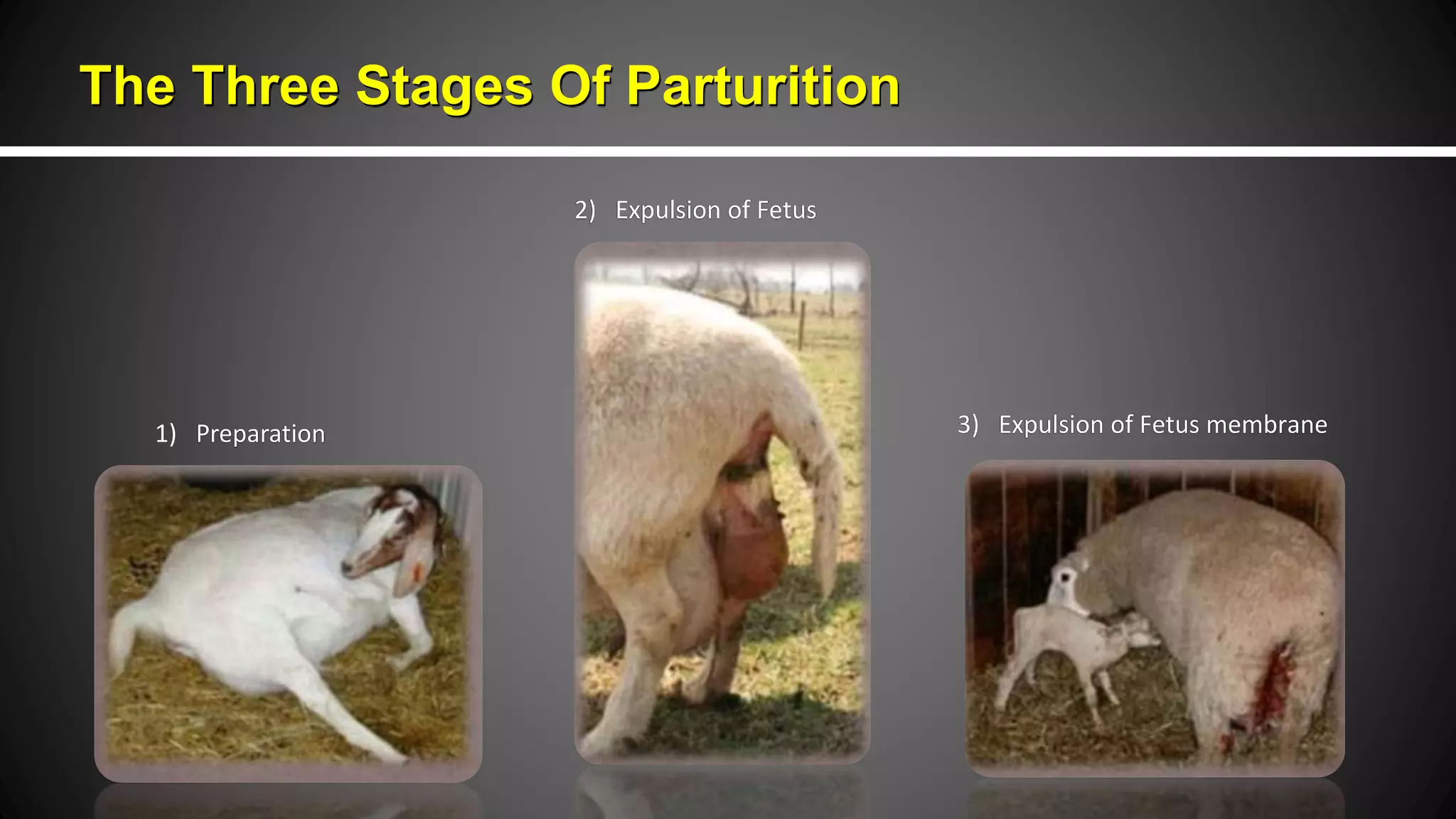 Parturition in animals | PPTX