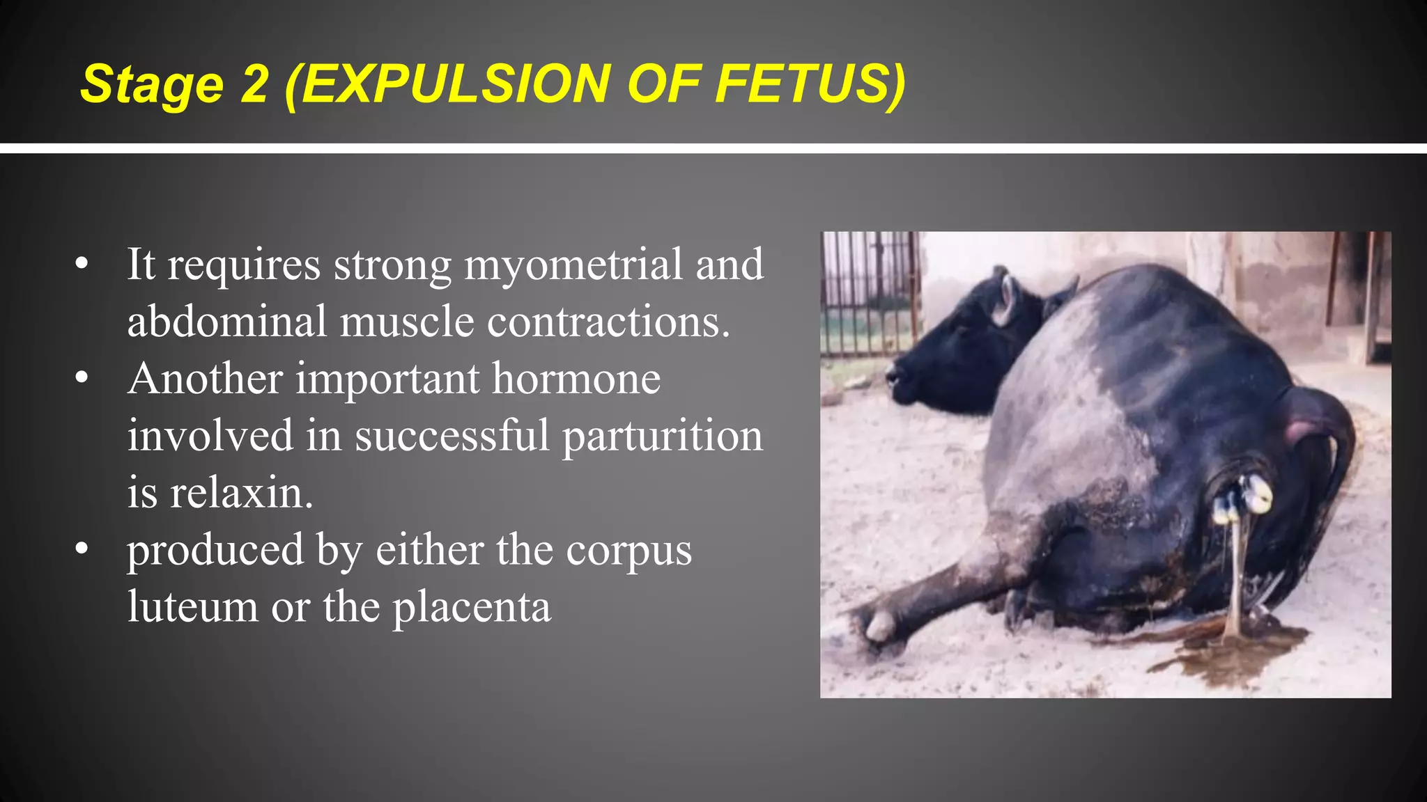 Parturition in animals | PPTX