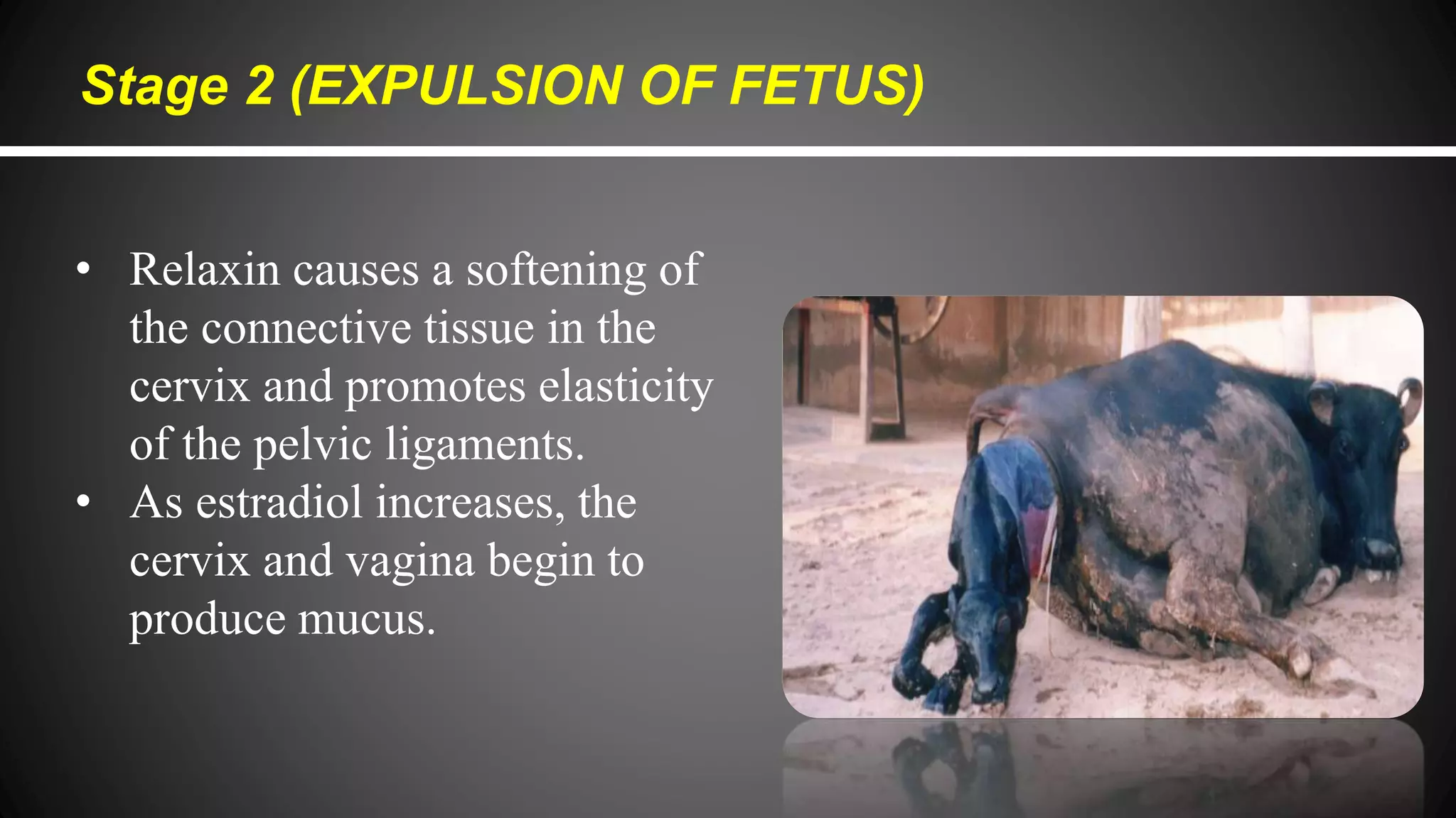 Parturition in animals | PPTX