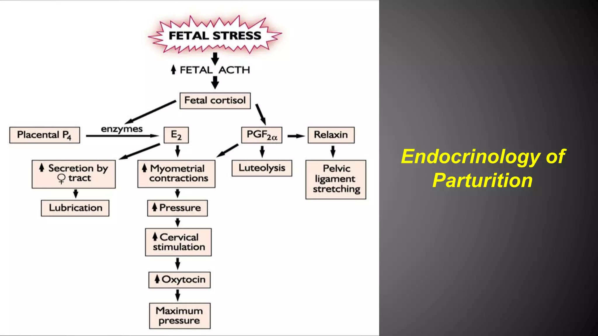 Parturition in animals | PPTX