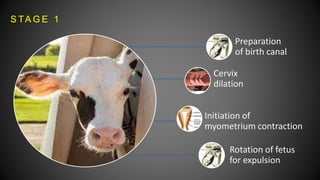Parturition in animals | PPTX