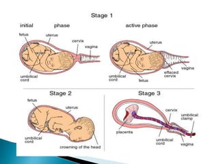 PARTURITION.pptx