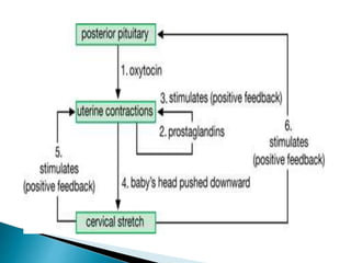 PARTURITION.pptx