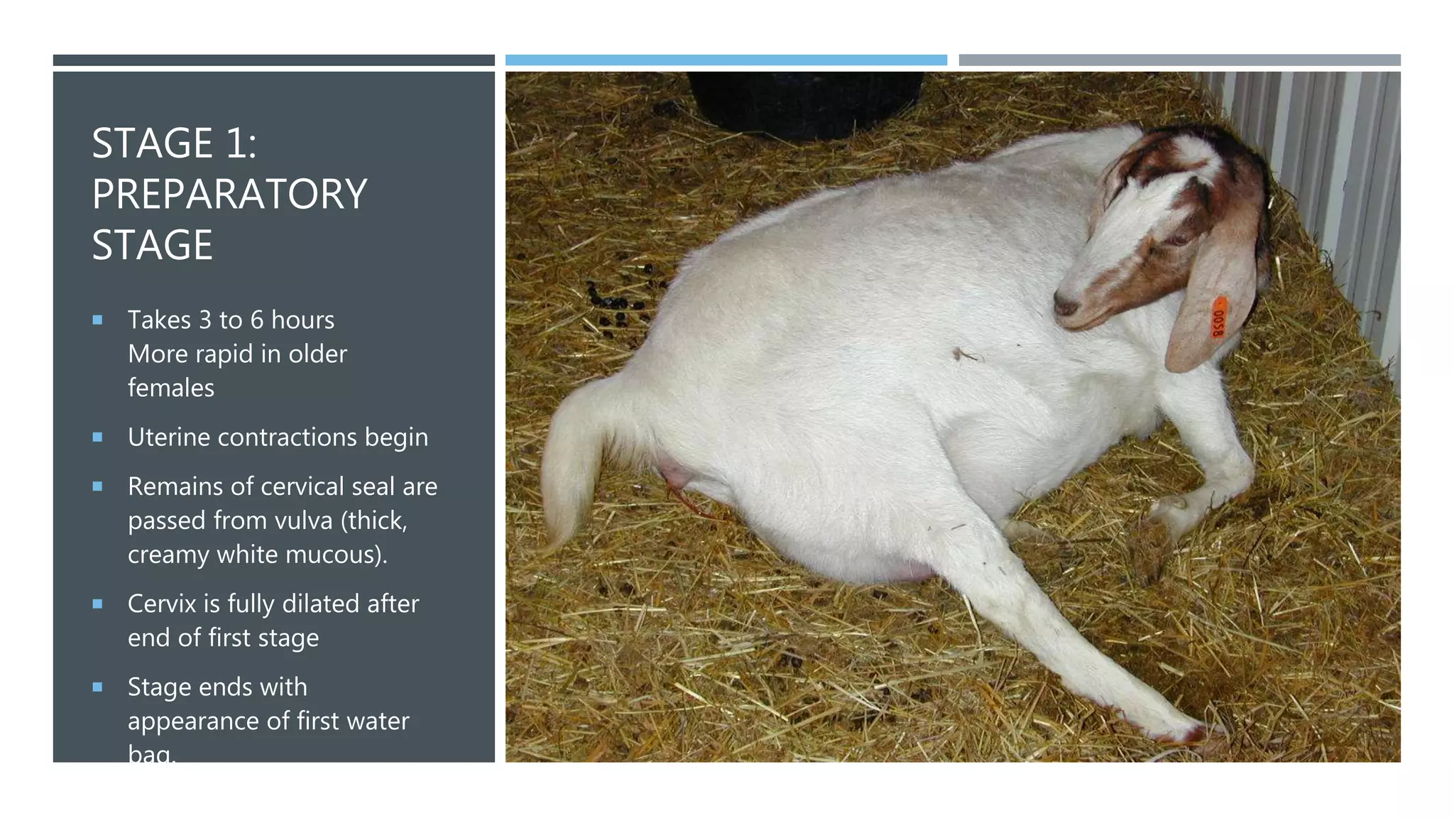 Backyard Farming: Parturition in sheep and goats | PPTX