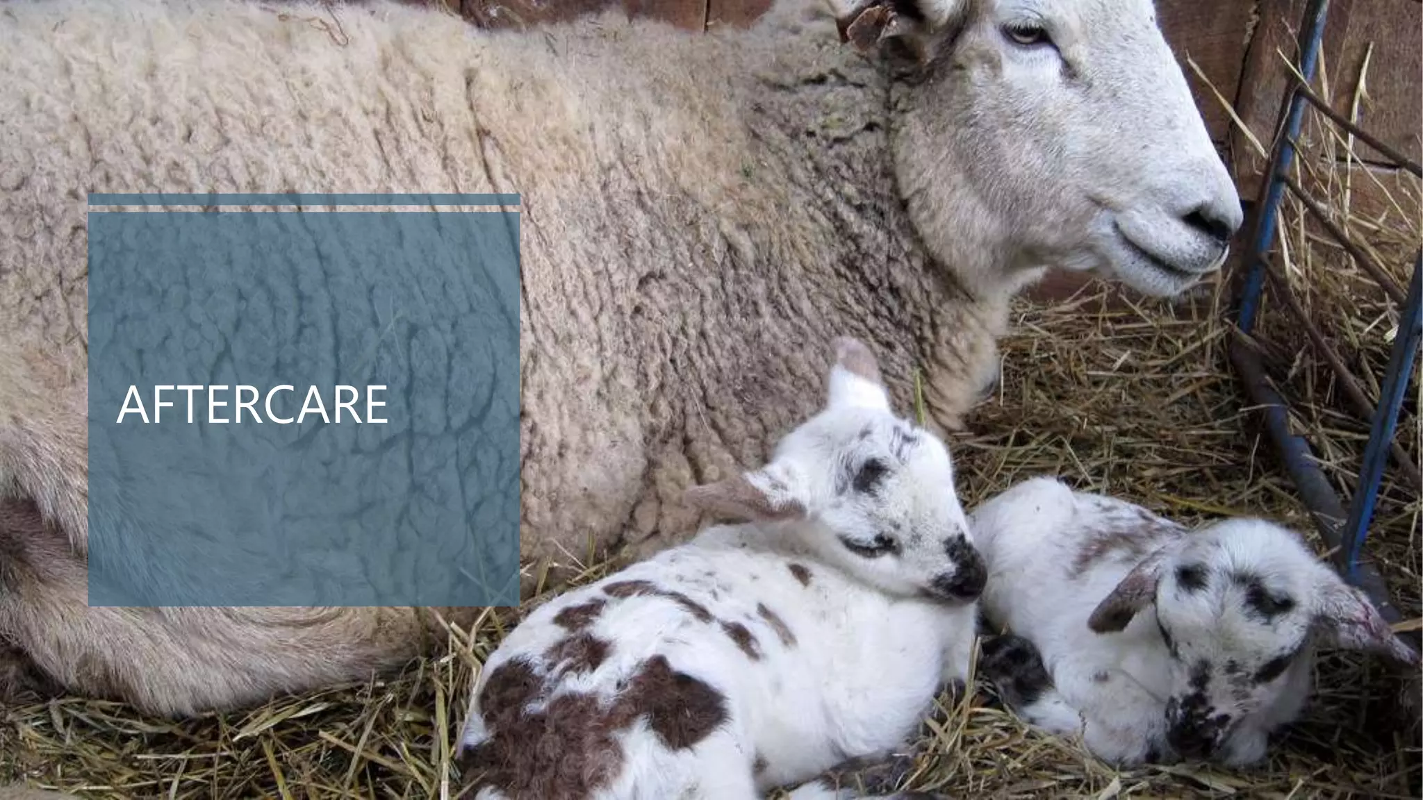 Backyard Farming: Parturition in sheep and goats | PPTX