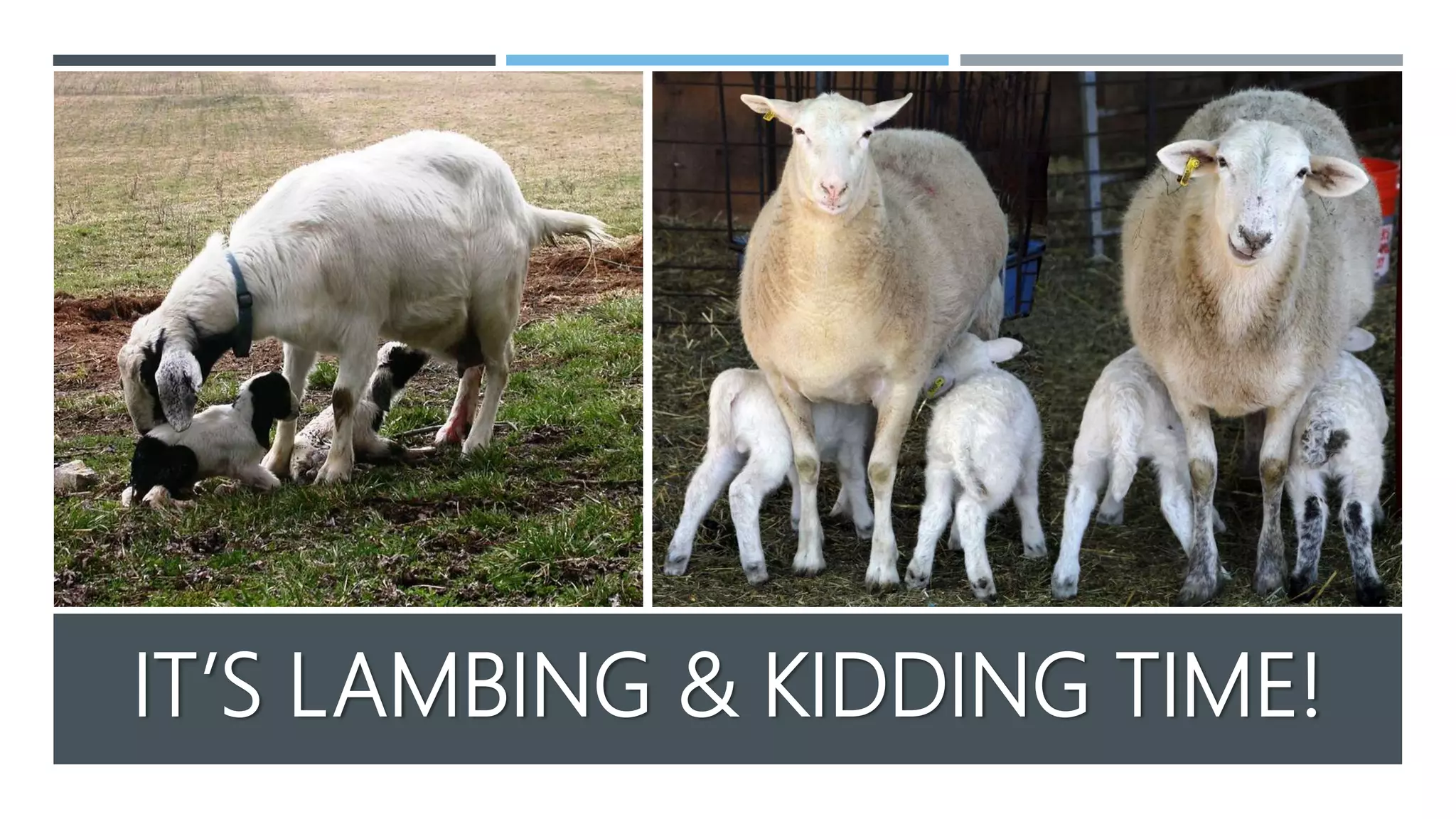 Backyard Farming: Parturition in sheep and goats | PPTX