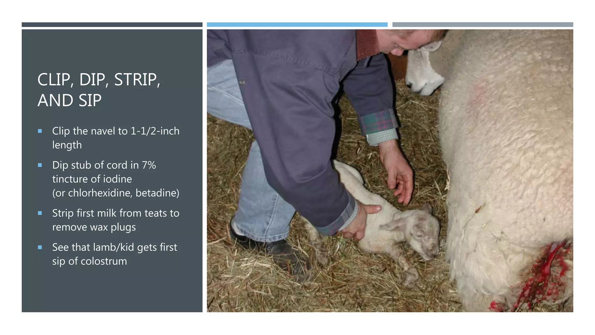 Backyard Farming: Parturition in sheep and goats | PPTX