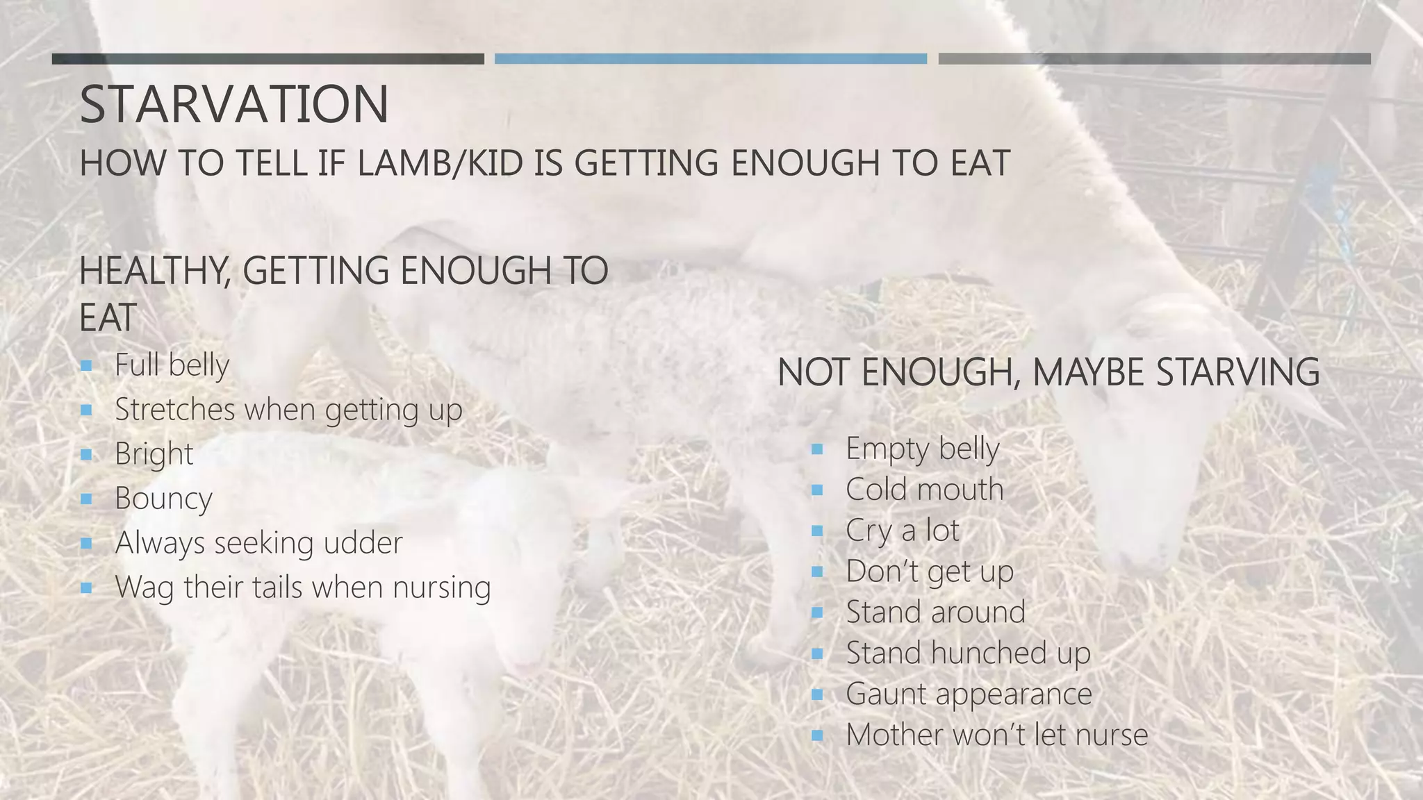 Backyard Farming: Parturition in sheep and goats | PPTX