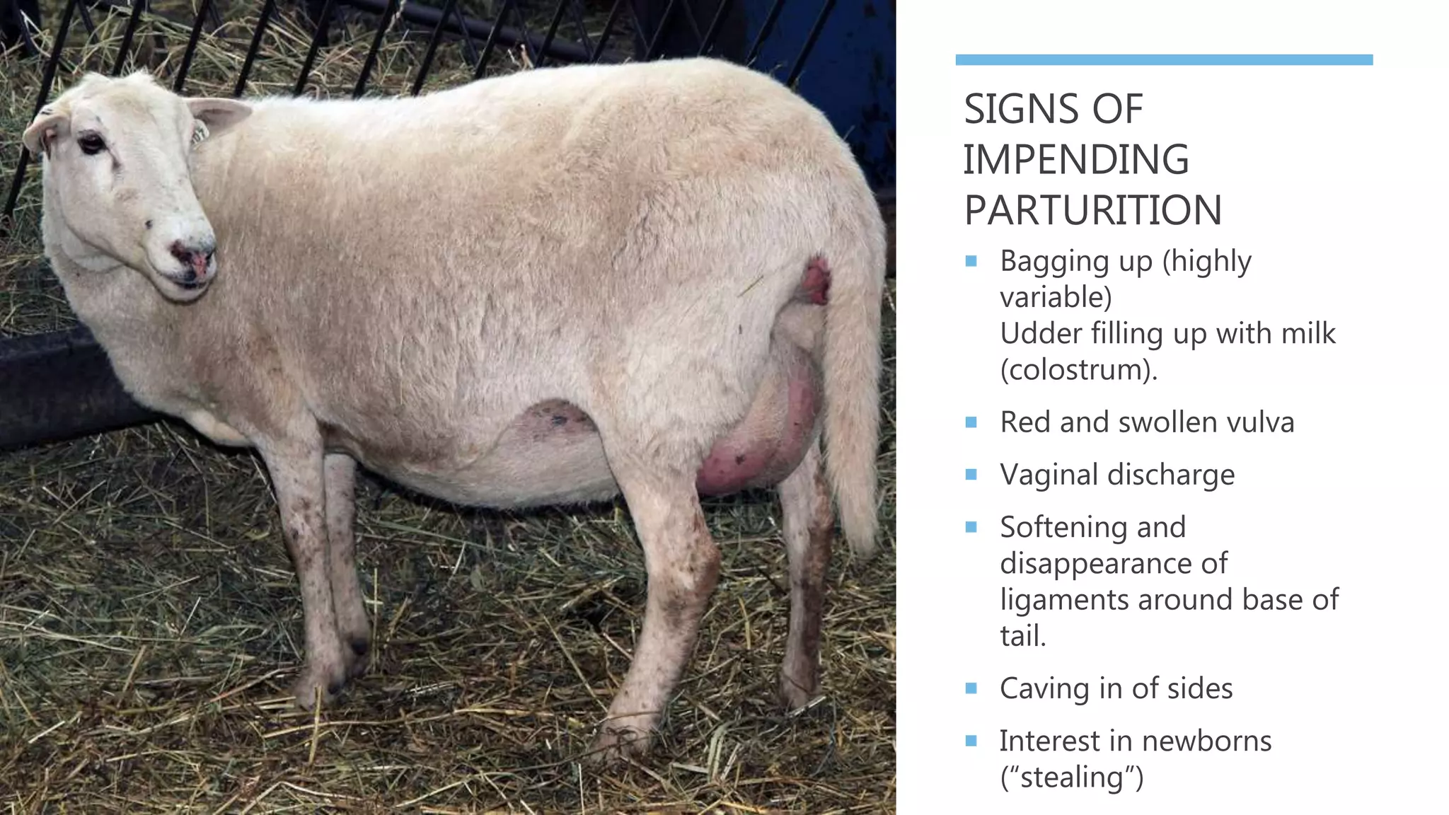 Backyard Farming: Parturition in sheep and goats | PPTX