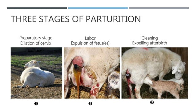 Backyard Farming: Parturition in sheep and goats | PPTX | Pregnancy ...