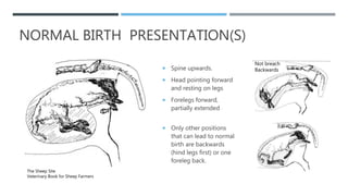 Backyard Farming: Parturition in sheep and goats | PPTX