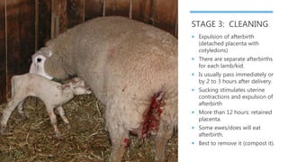 Backyard Farming: Parturition in sheep and goats | PPTX