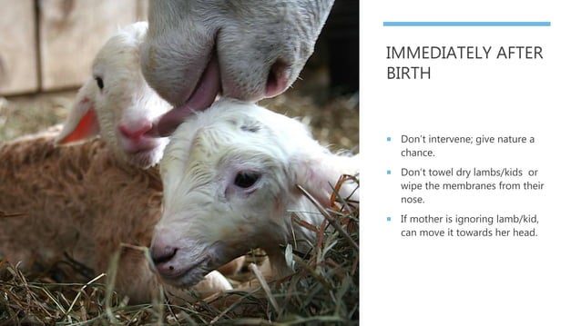 Backyard Farming: Parturition in sheep and goats | PPTX | Pregnancy ...