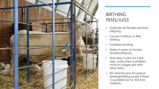 Backyard Farming: Parturition in sheep and goats | PPTX | Pregnancy ...