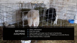 Backyard Farming: Parturition in sheep and goats | PPTX