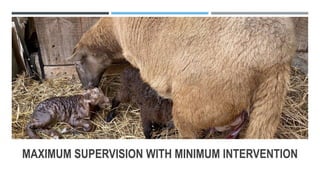 Backyard Farming: Parturition in sheep and goats | PPTX