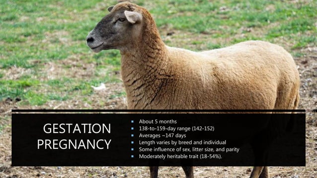 Backyard Farming: Parturition in sheep and goats | PPTX | Pregnancy ...