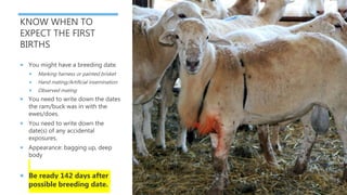Backyard Farming: Parturition in sheep and goats | PPTX