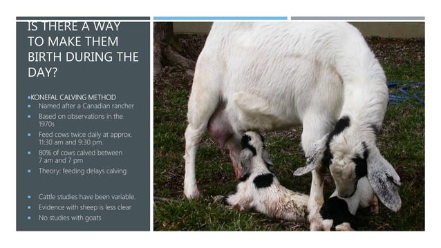 Backyard Farming: Parturition in sheep and goats | PPTX | Pregnancy ...