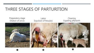 Backyard Farming: Parturition in sheep and goats | PPT