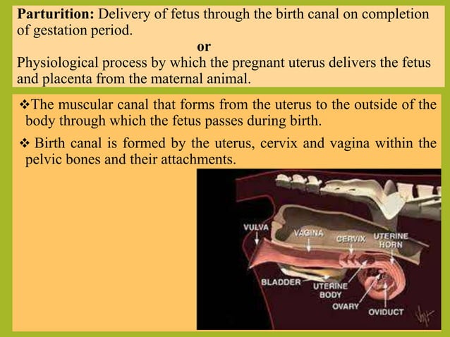 Parturition in domestic animals.pptx | Pregnancy | Reproductive Health