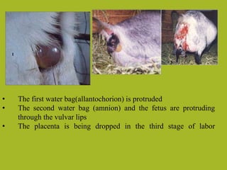 Parturition in domestic animals.pptx