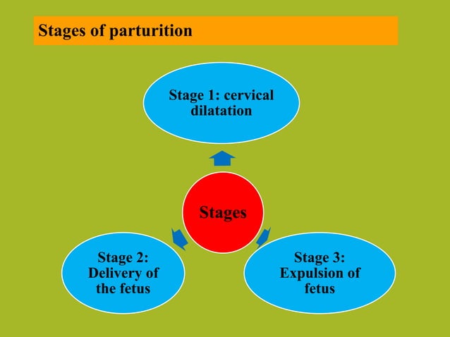 Parturition in domestic animals.pptx | Pregnancy | Reproductive Health