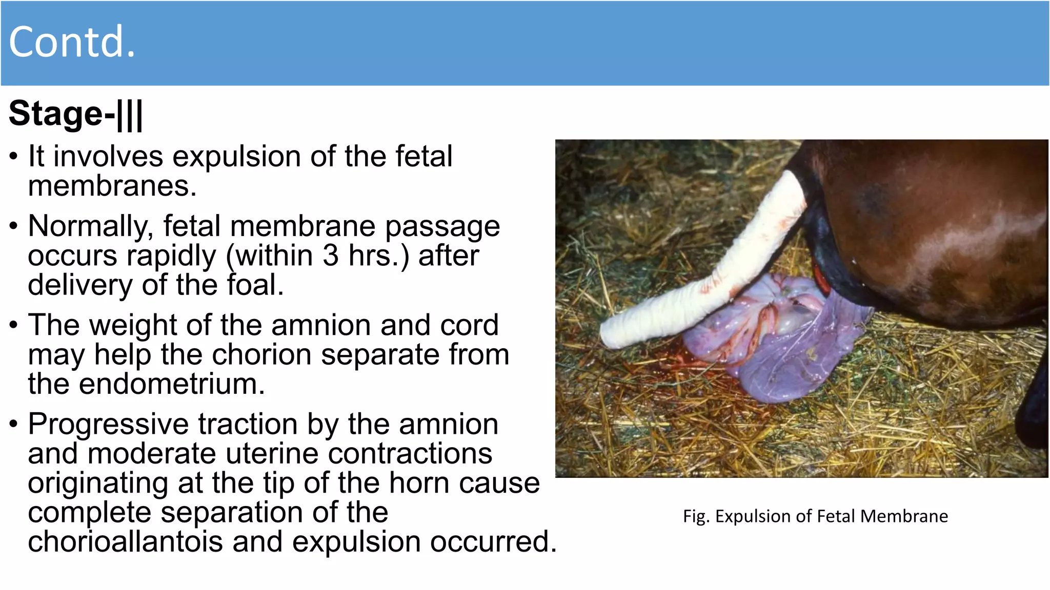 Parturition process in mare and buffalo | PDF