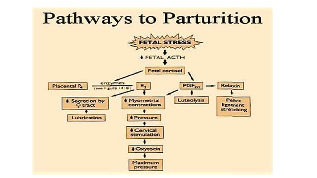 Parturition process in mare and buffalo | PPT