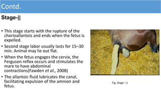 Parturition process in mare and buffalo | PPT