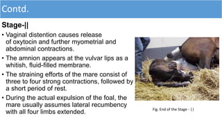 Parturition Process In Mare And Buffalo PDF Parturition Process In Mare And Buffalo PDF