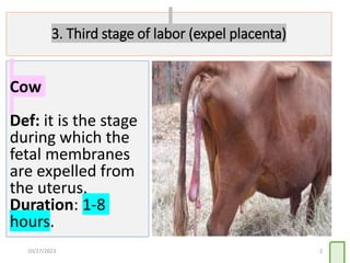 APresentation about parturition stages . | PDF