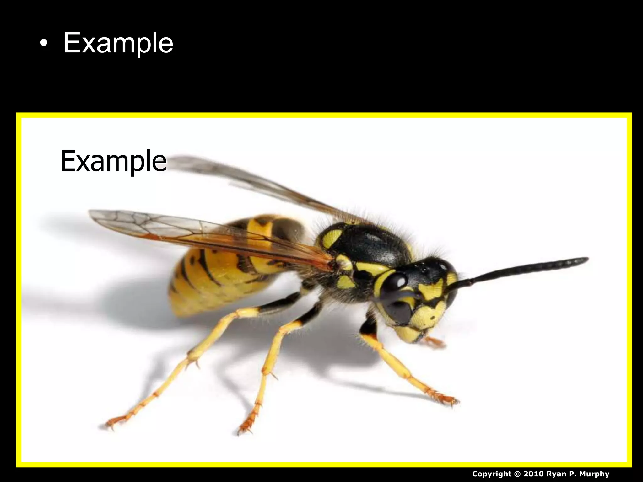 Kingdoms of Life, Phylums of Animals Visual PowerPoint Quiz, Biology ...