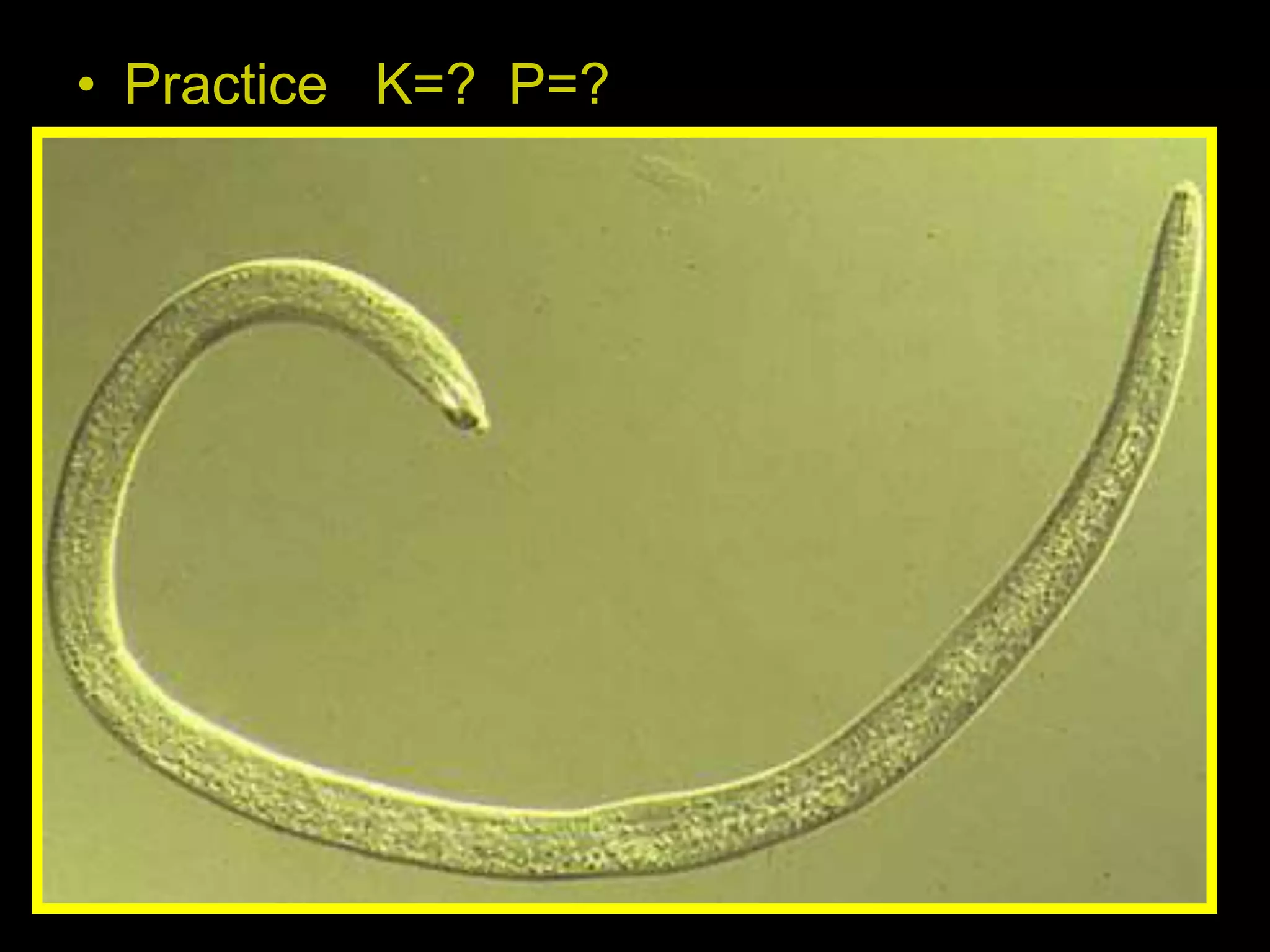 Kingdoms of Life, Phylums of Animals Visual PowerPoint Quiz, Biology ...